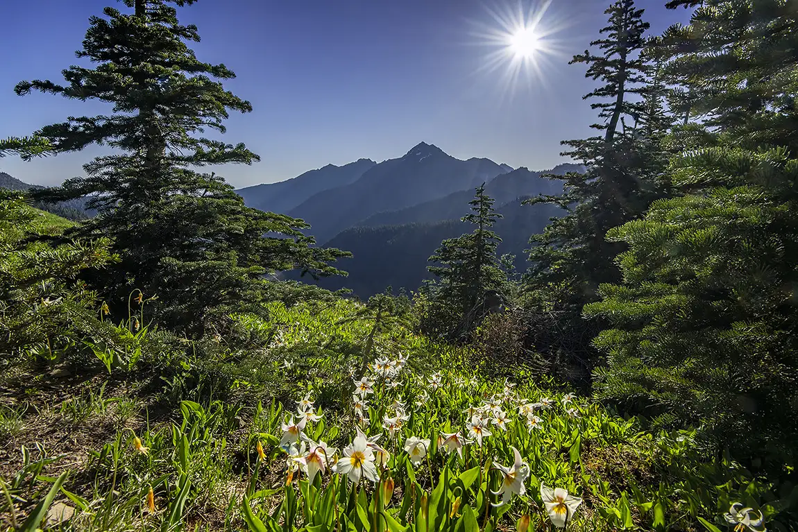 Hurricane Ridge, Olympic National Park, Washington, USA