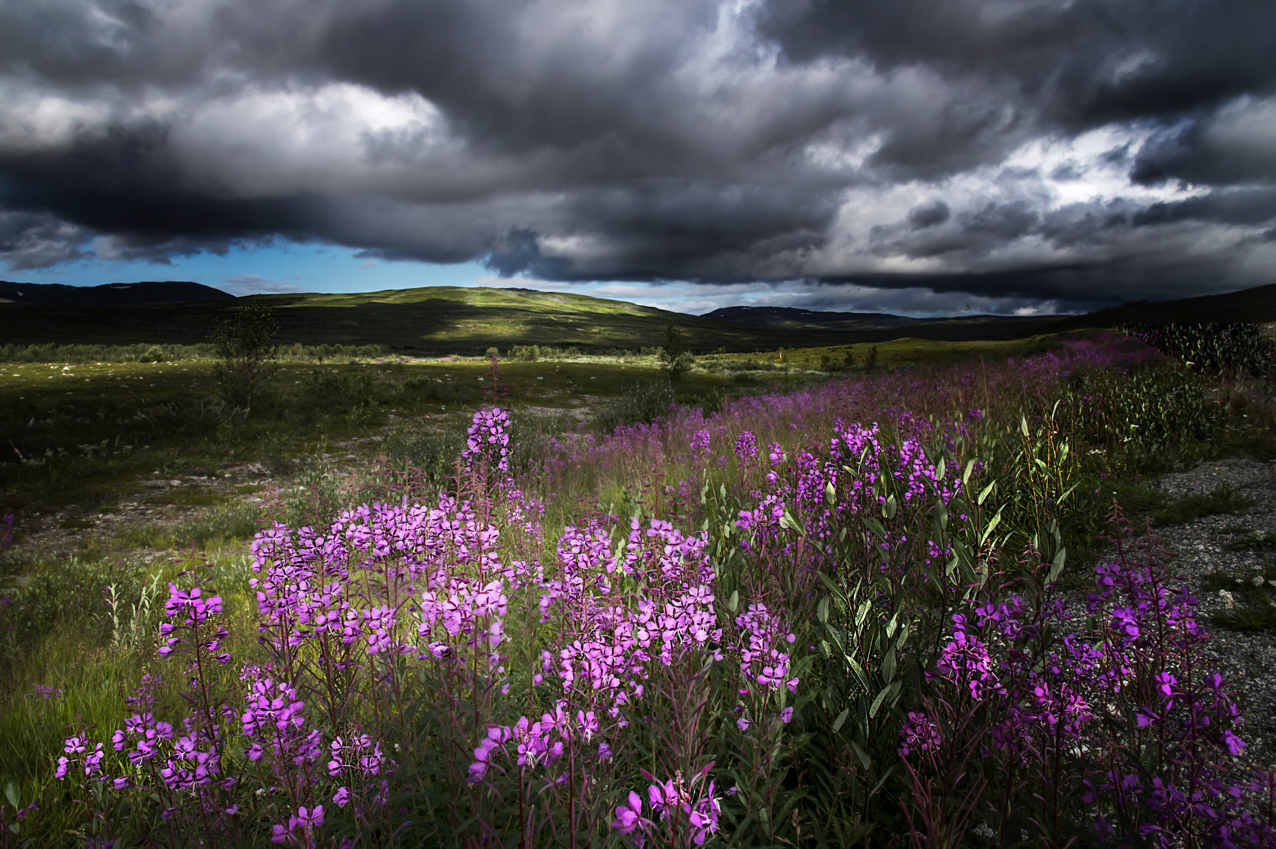 Arctic Bloom, Arctic Circle, Norway