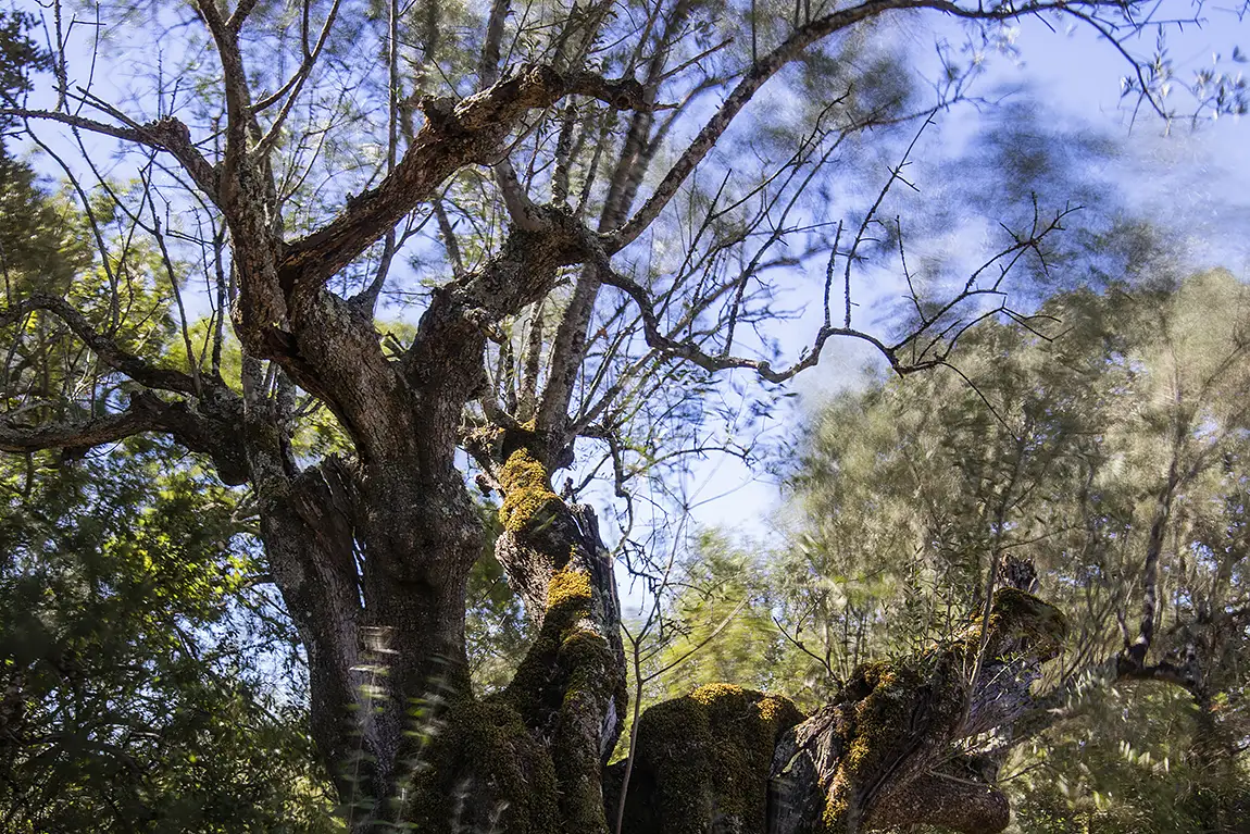 Olive Tree Swayed In The Wind, Alcanena, Santarem, Portugal