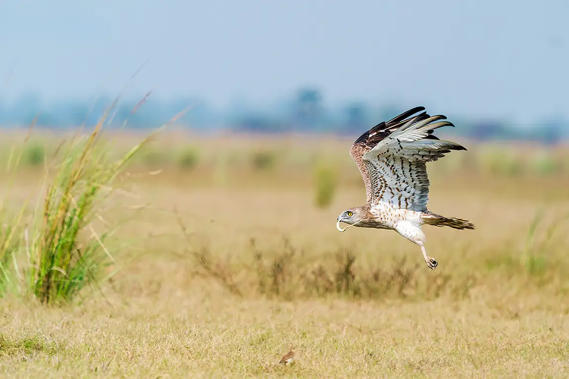 Short Toed Snake Eagle, Chennai, Tamil Nadu, India