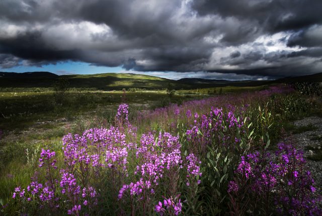 Arctic Bloom, Arctic Circle, Norway